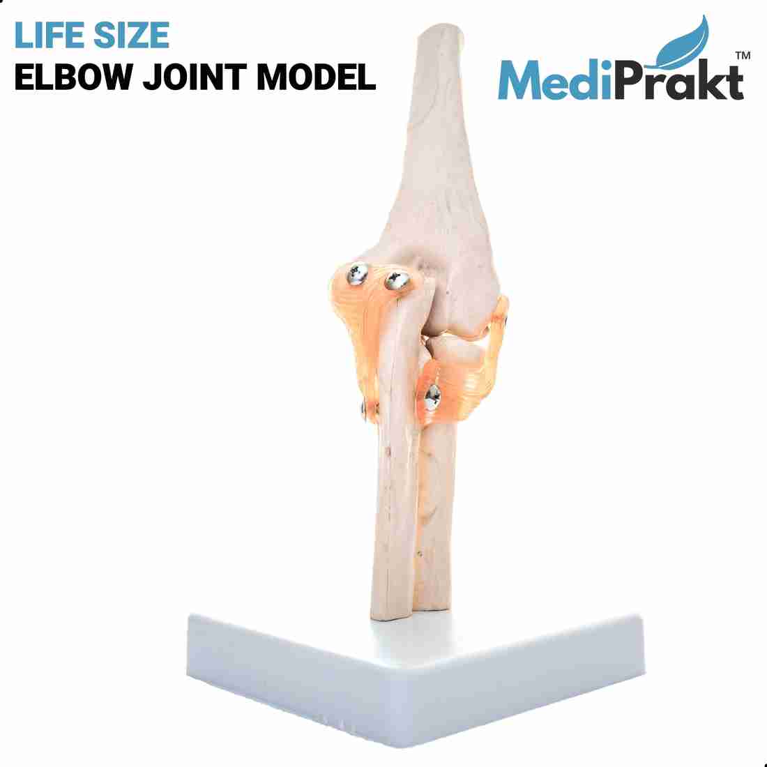 Elbow Joint Ligaments Model