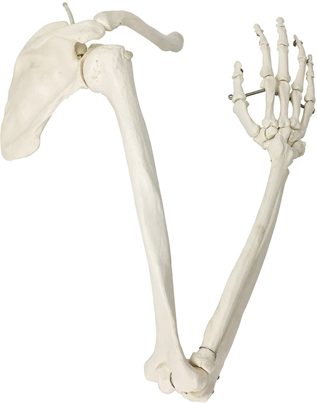 Human Forearm Bones
