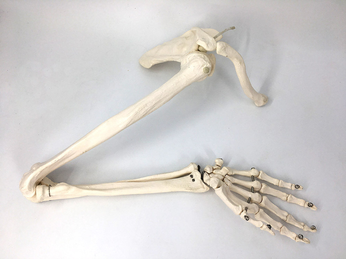 Real Human Arm Bones