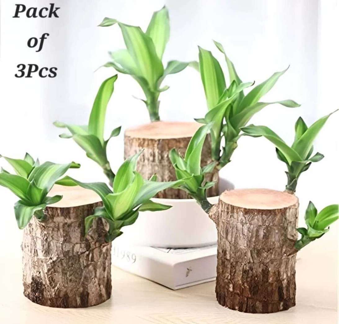 DHOR Original Brazilian Lucky Wood Live Stick Plant Seed Price in India ...