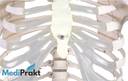MediPrakt | 180 CM HUMAN SKELETON MODEL | Life Size | Unbreakable PVC ...
