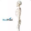 MediPrakt | 180 CM HUMAN SKELETON MODEL | Life Size | Unbreakable PVC ...