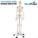 MediPrakt | 180 CM HUMAN SKELETON MODEL | Life Size | Unbreakable PVC ...