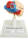 AI PVC Human Heart Model | 2-Part Dissectible Anatomical Model ...