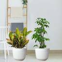 TechBlaze 12 Inch Big Size Gamla Plastic Flower Pot Gamla for Garden ...