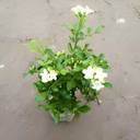 Cloud Farm Madhu Kamini Plant Price in India - Buy Cloud Farm Madhu ...
