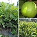 Cloud Farm Guava Plant Price in India - Buy Cloud Farm Guava Plant ...