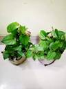 paan pata Betel Leaf Plant Price in India - Buy paan pata Betel Leaf ...