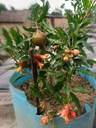 Kanikanursery Pomegranate Plant Price in India - Buy Kanikanursery ...