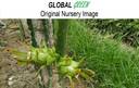 HALDER Dragon Tree Price in India - Buy HALDER Dragon Tree online at ...