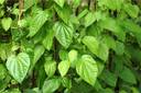 paan pata Betel Leaf Plant Price in India - Buy paan pata Betel Leaf ...