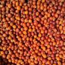 Tuar beej 100g, Best quality arhar seeds, tuar daal seeds, red gram ...