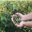 Tuar beej 100g, Best quality arhar seeds, tuar daal seeds, red gram ...