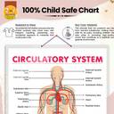 CIRCULATORY SYSTEM CHART | Journey through the Circulatory System ...