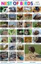 Birds and Their Nest Educational Wall Chart For Kids - Both Side Hard Laminated (Size 50 x 75 ...