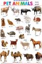 Both Side Printed Pet and Wild Animals Charts for Kids | Learn about ...