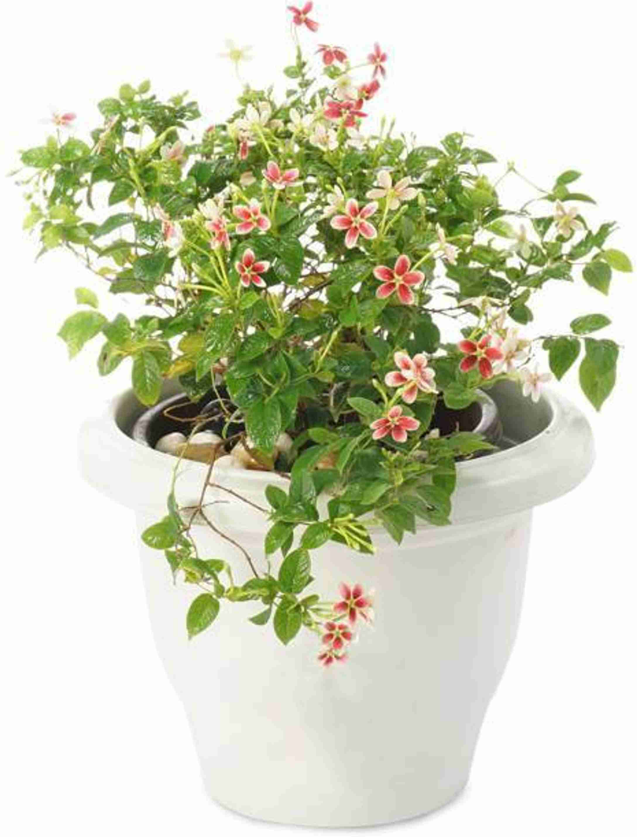 Ukanda Madhumalti/Rangoon Creeper Price in India - Buy Ukanda ...