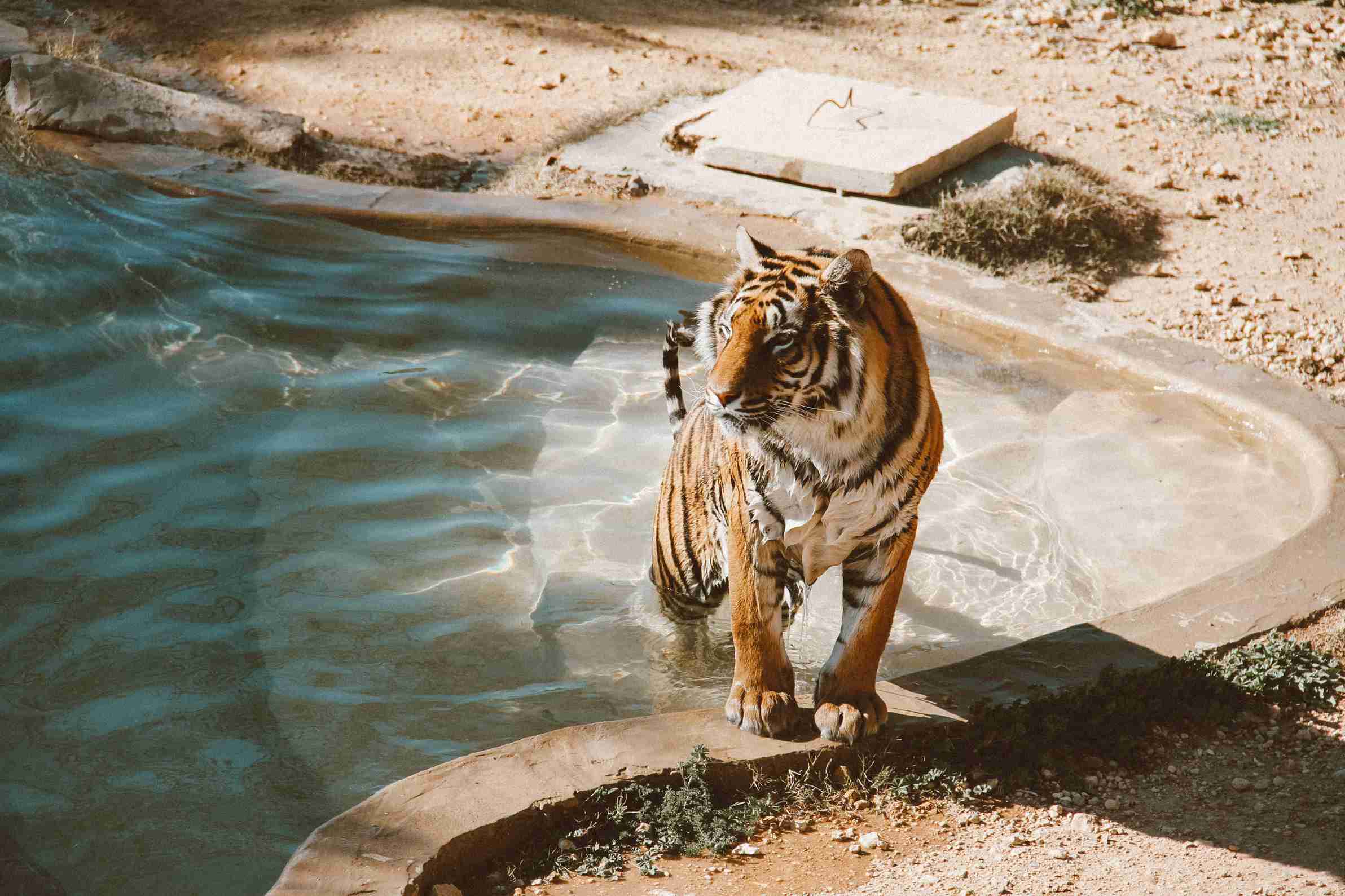 Tiger Poster & Sher poster & Lion POSTERS, bagh, chita, Animals Poster ...