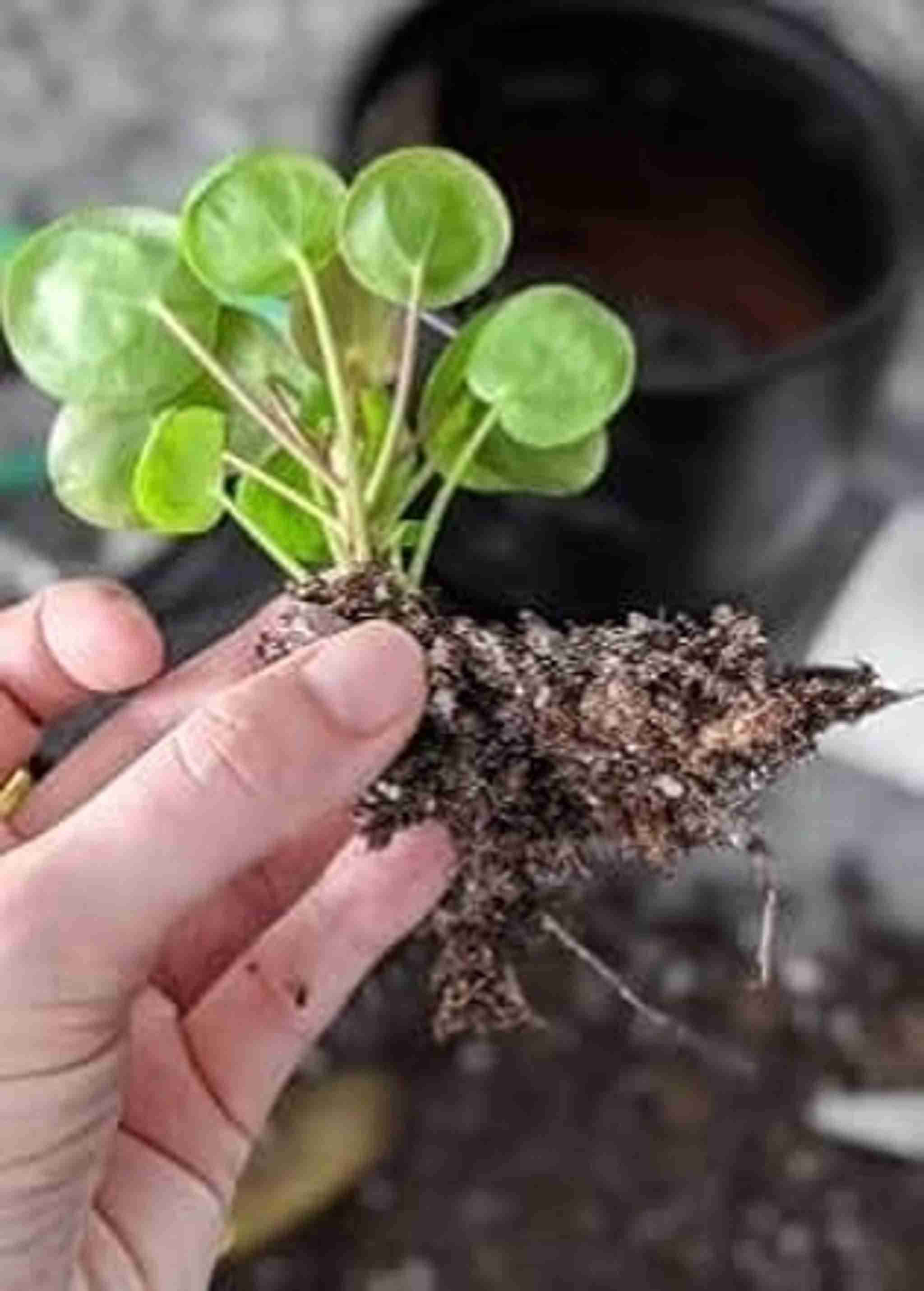 Cloud Farm Anubias Coin Leaf Price in India - Buy Cloud Farm Anubias ...