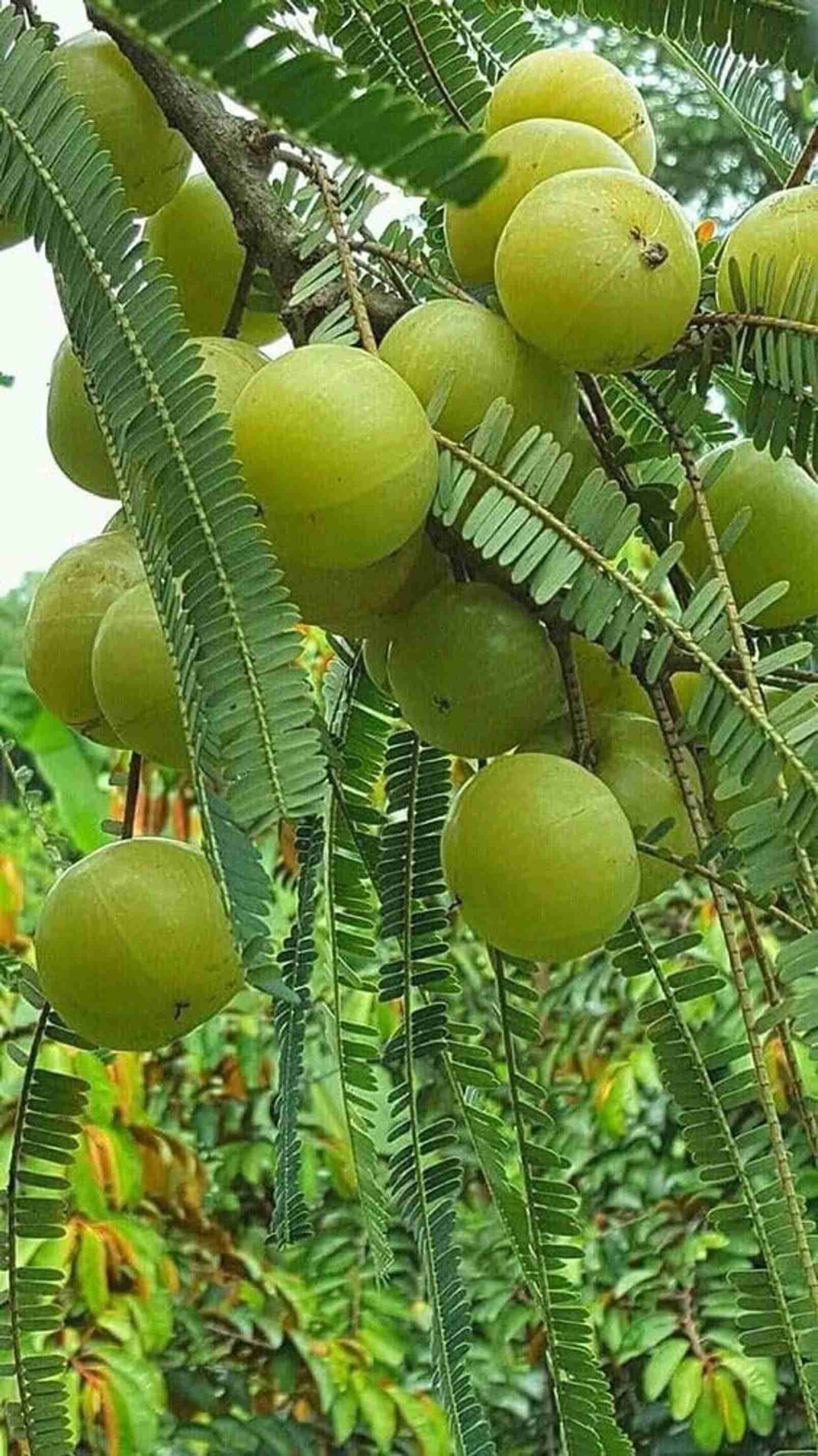 Cloud Farm Amla Plant Price in India - Buy Cloud Farm Amla Plant online ...