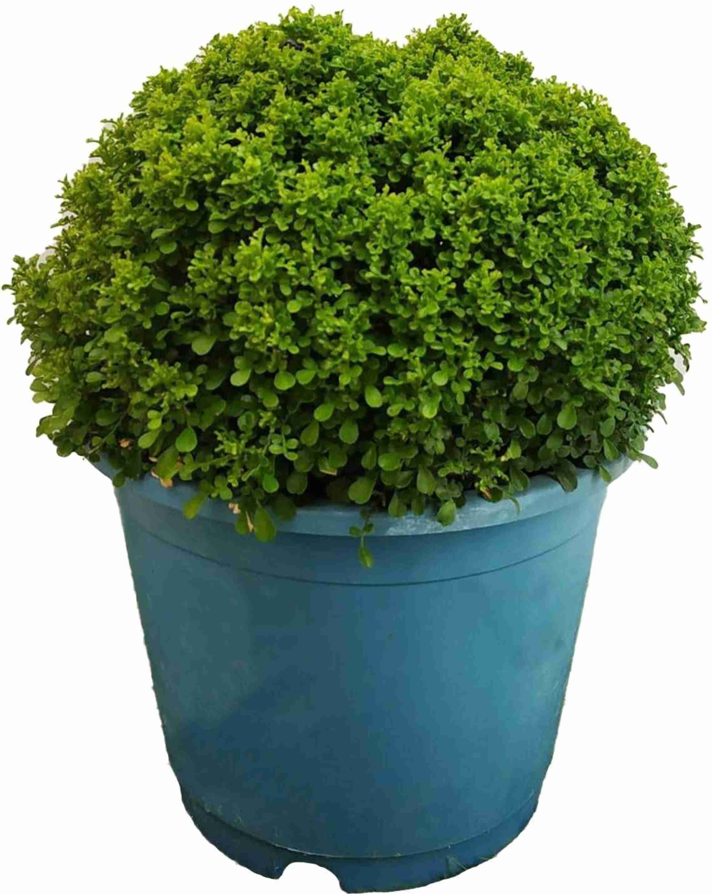 LeafLinkPlants Madhu Kamini Plant Price in India - Buy LeafLinkPlants ...