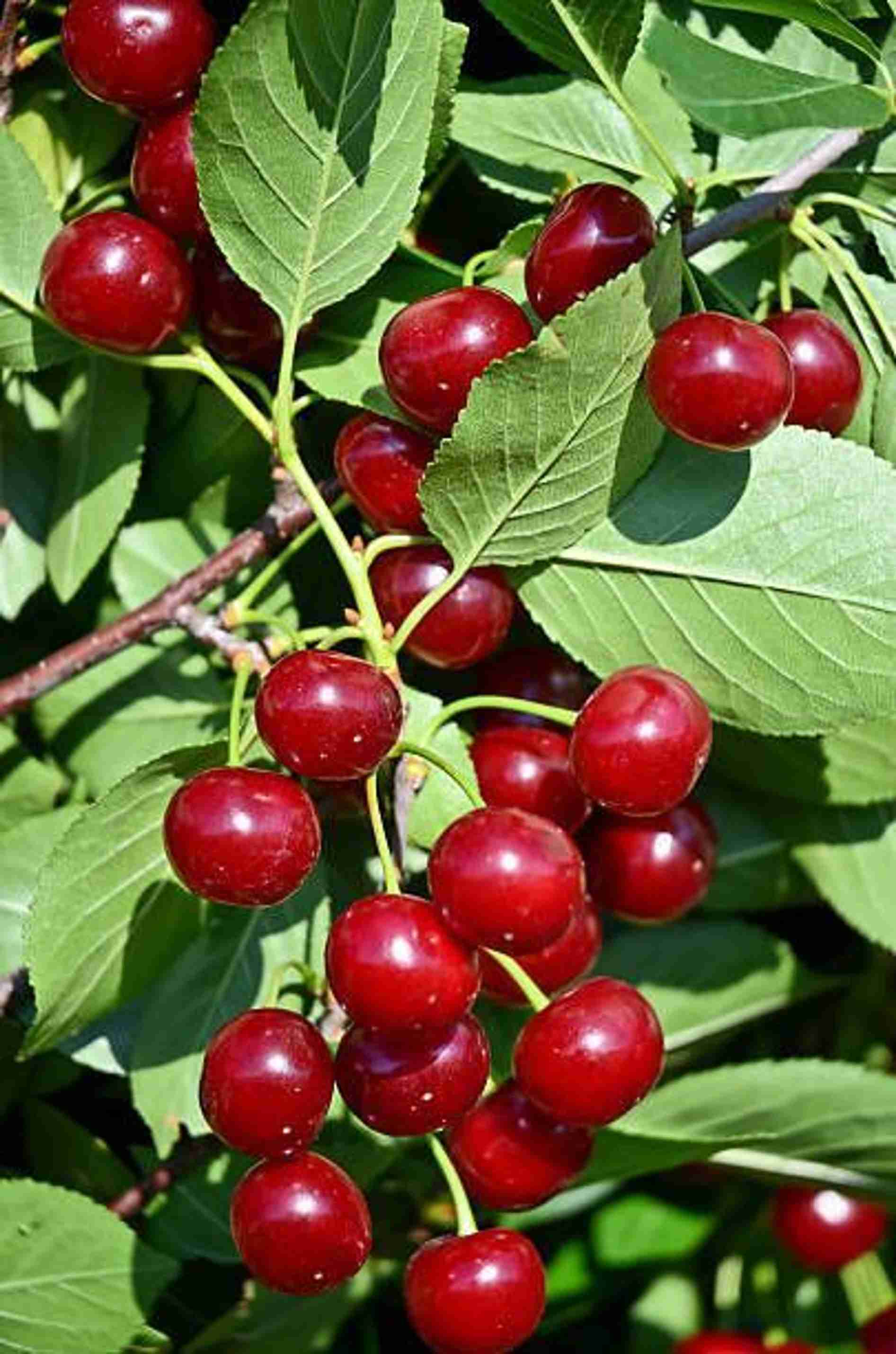 CLOUD FRAMING Cherry Fruit Plant Price in India - Buy CLOUD FRAMING ...