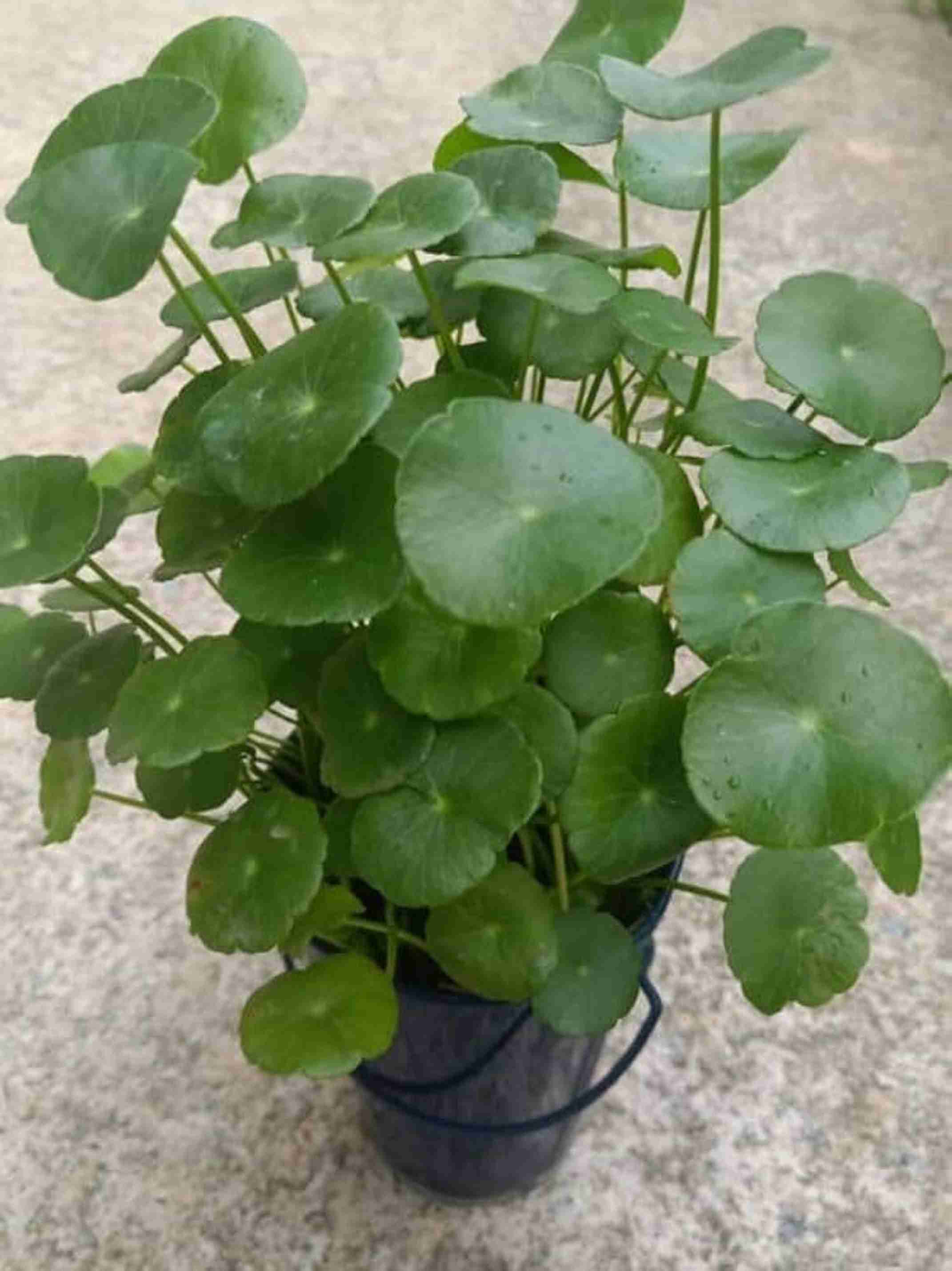 Cloud Farm Anubias Coin Leaf Price in India - Buy Cloud Farm Anubias ...