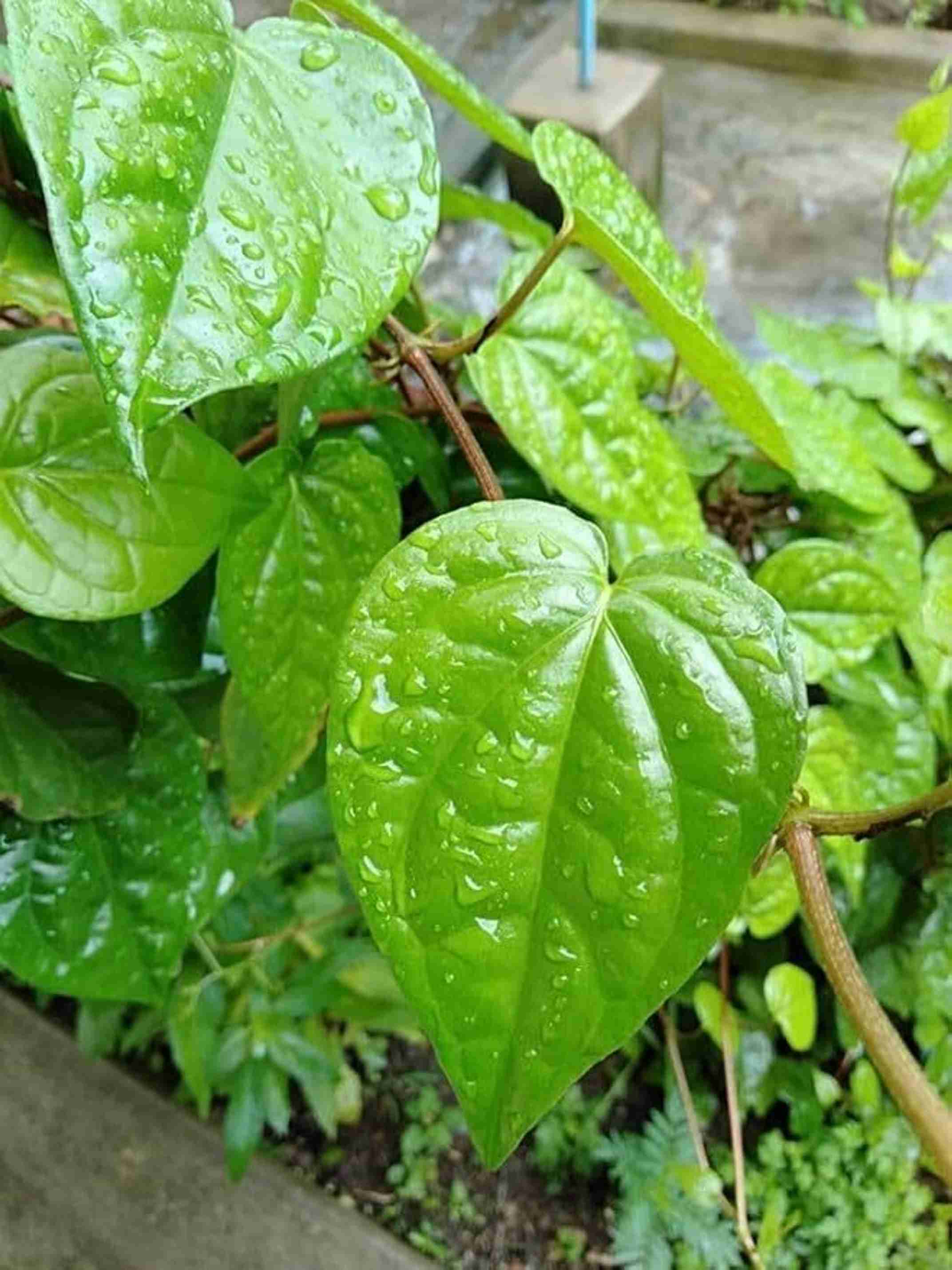 Cloud Farm Betel Leaf Plant Price in India - Buy Cloud Farm Betel Leaf ...