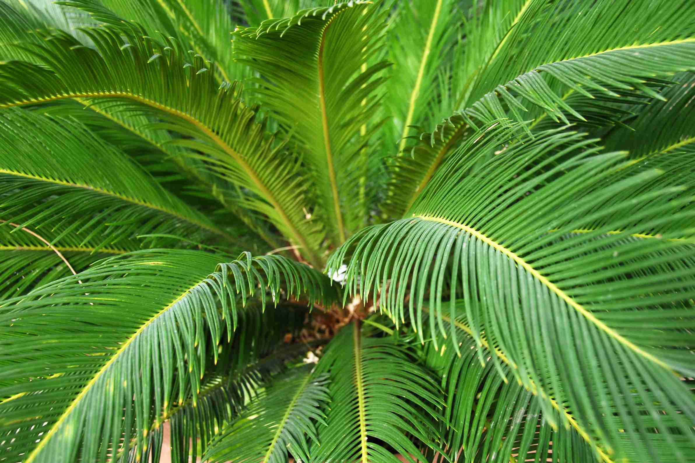 EliteGreen Cycus Revoluta Plant Price in India - Buy EliteGreen Cycus ...