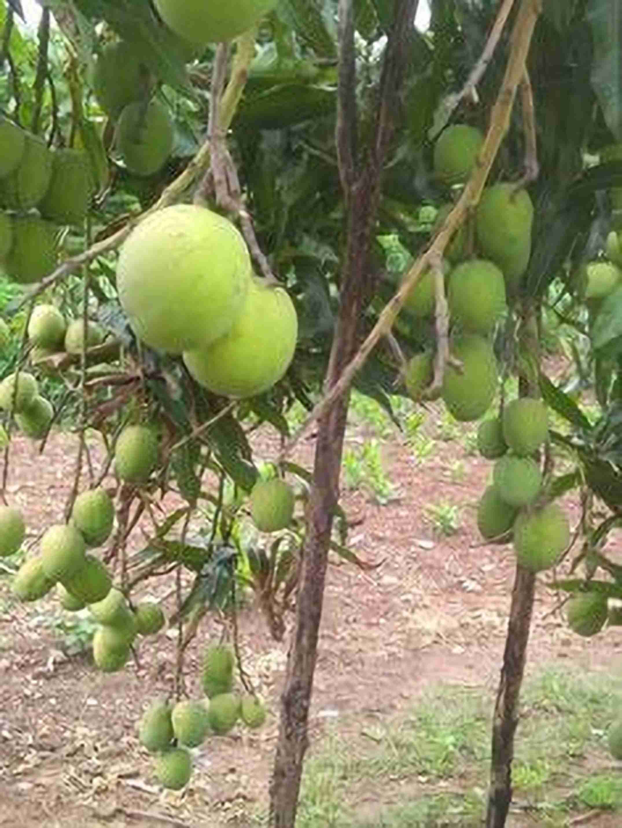 MAITRA AND SONS Mango Plant Price in India - Buy MAITRA AND SONS Mango ...