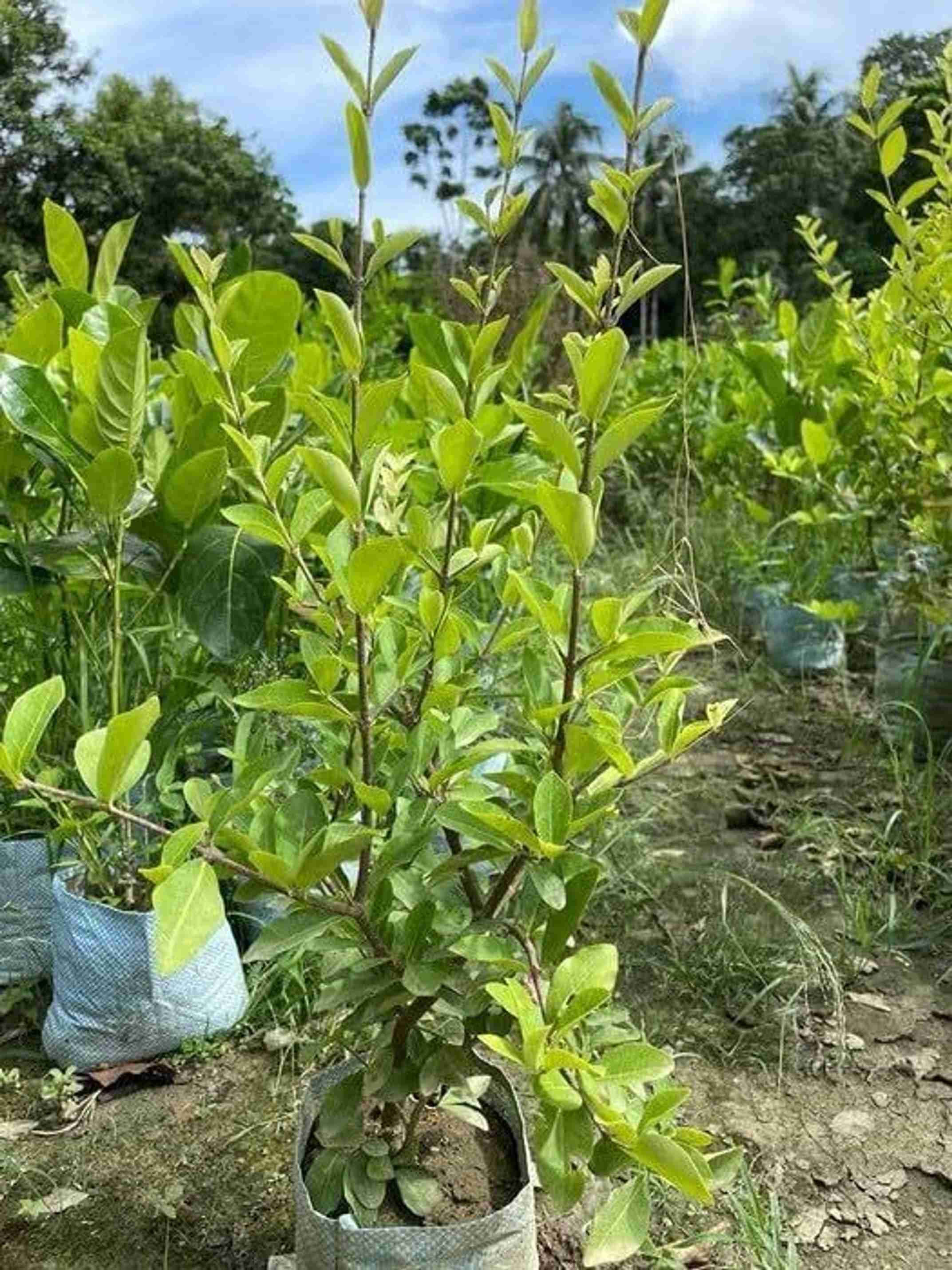 CLOUD FRAMING Cherry Fruit Plant Price in India - Buy CLOUD FRAMING ...