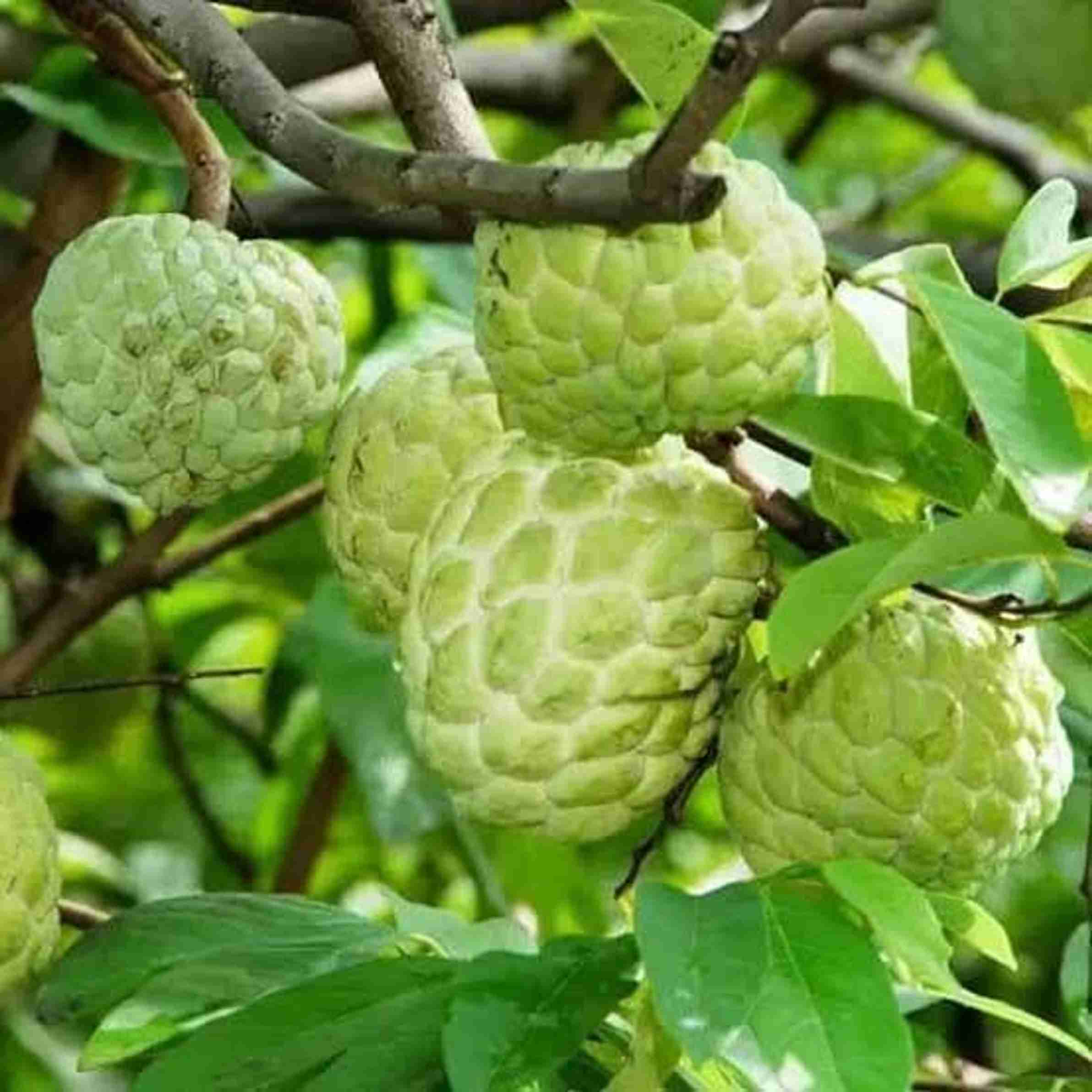 Cloud Farm Custard Apple Plant Price in India - Buy Cloud Farm Custard ...