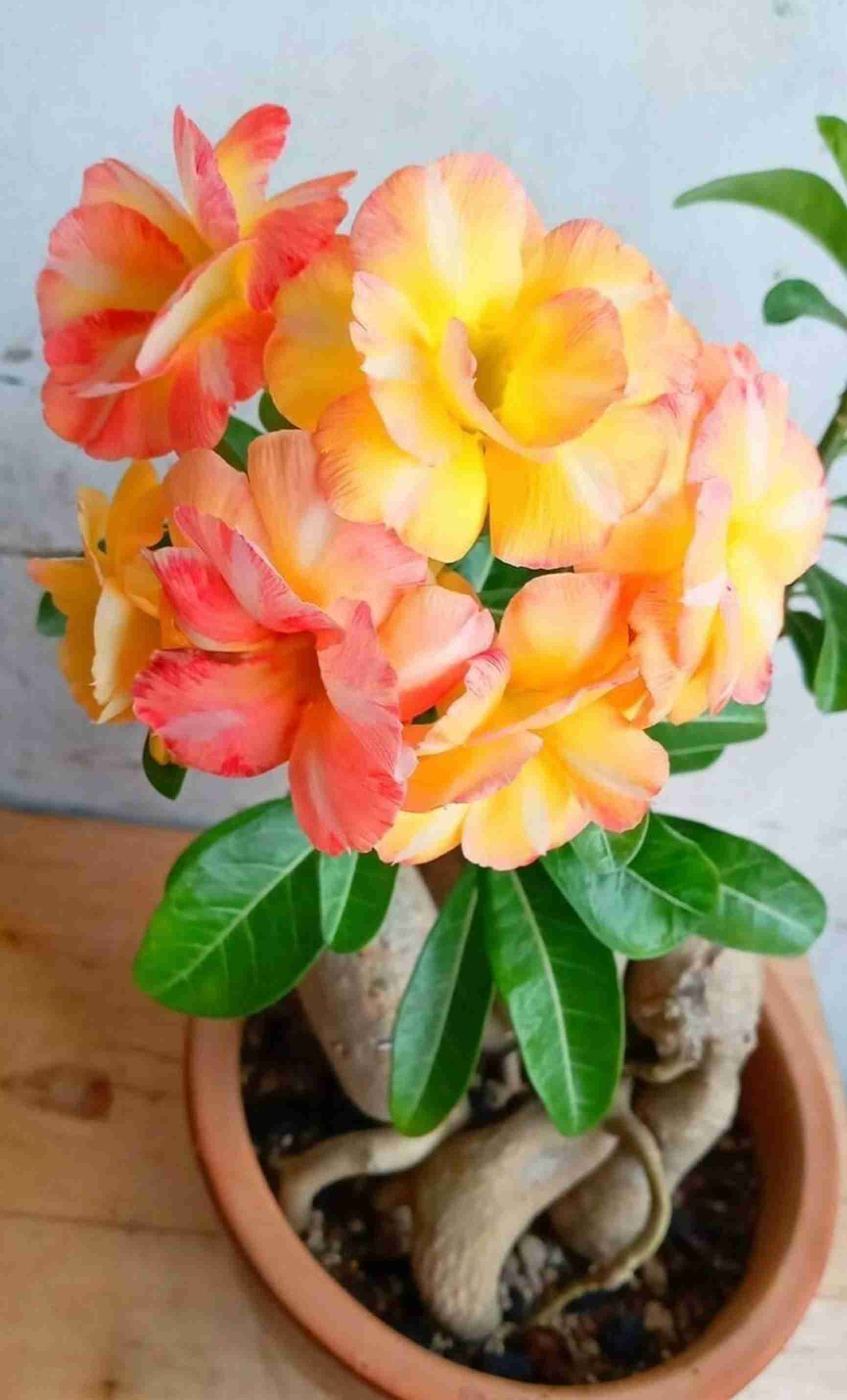 The Green Tree MART Adenium Plant Price in India - Buy The Green Tree ...