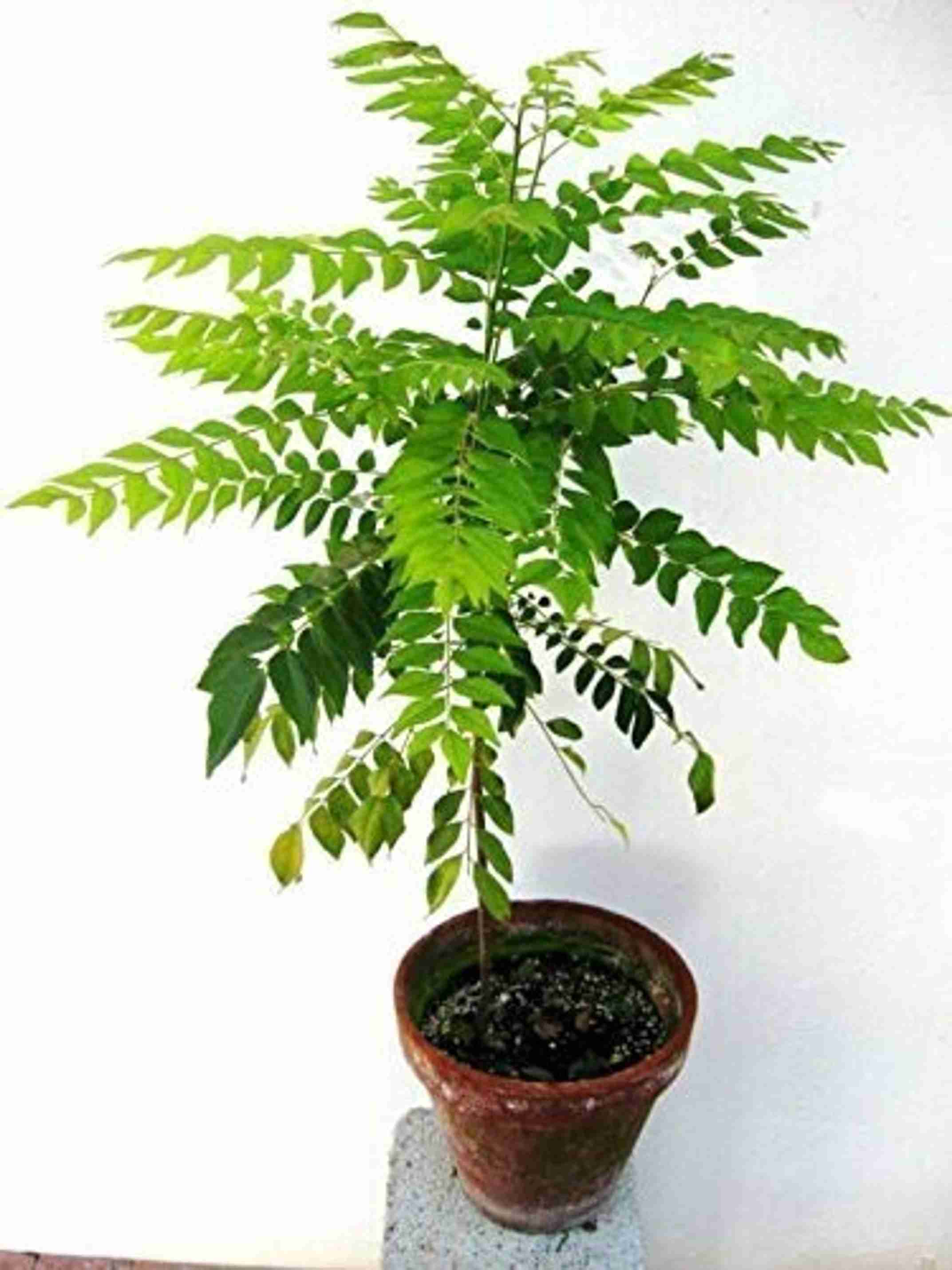 Cloud Farm Neem Plant Price in India - Buy Cloud Farm Neem Plant online ...