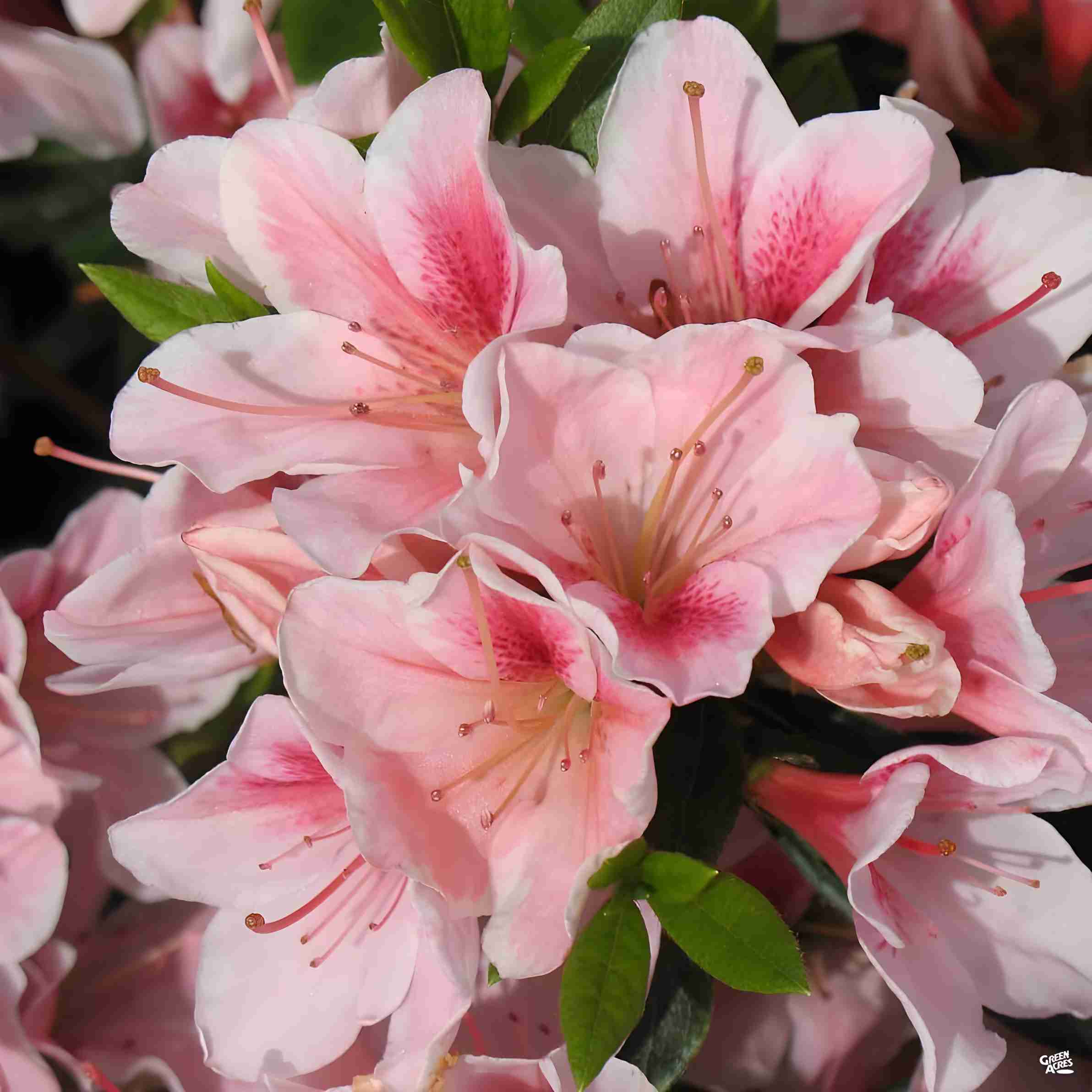 Cloud Farm Azalea plant Price in India - Buy Cloud Farm Azalea plant ...