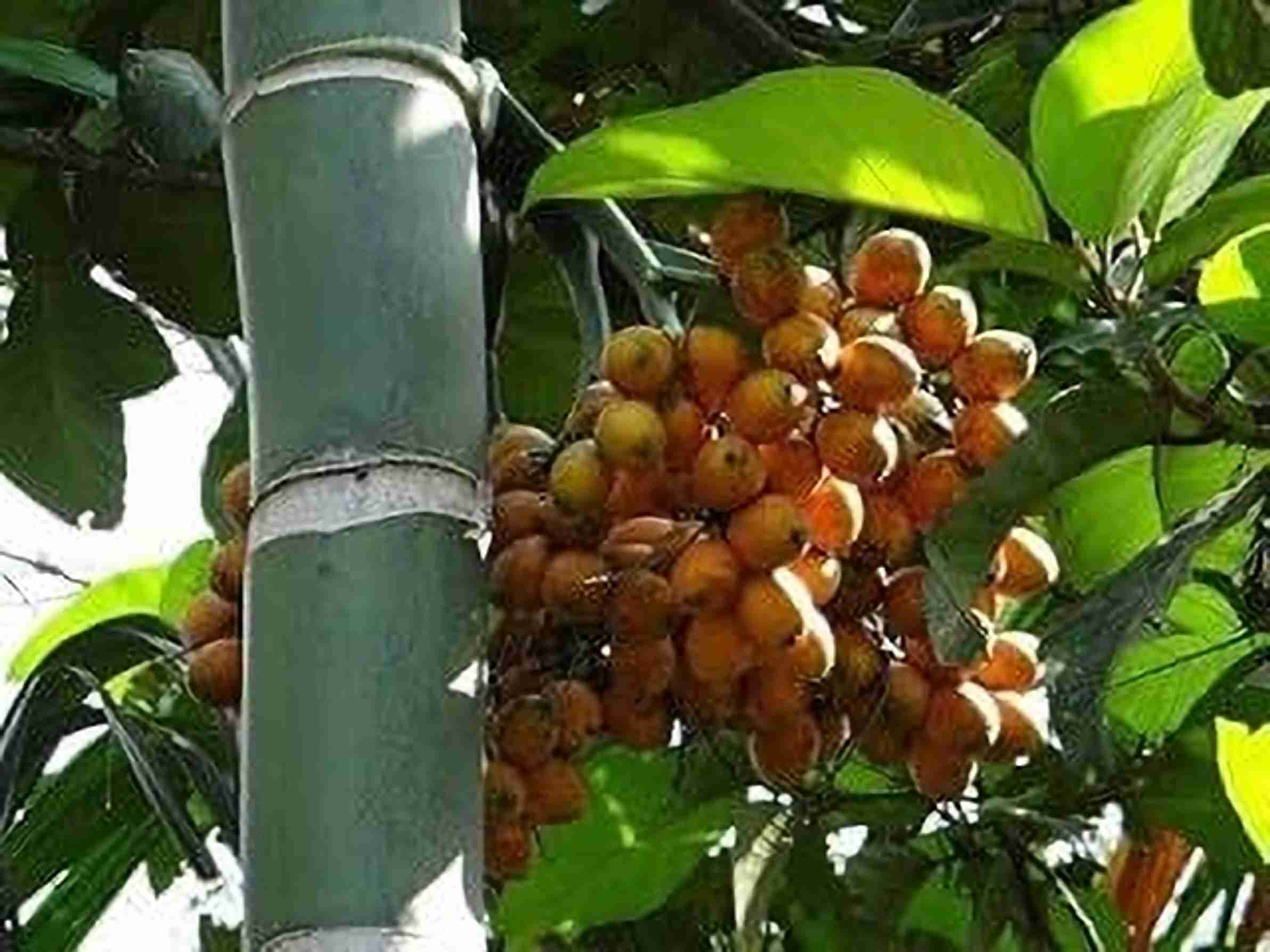 MAITRA AND SONS Betel Nut/Supari Plant Price in India - Buy MAITRA AND ...
