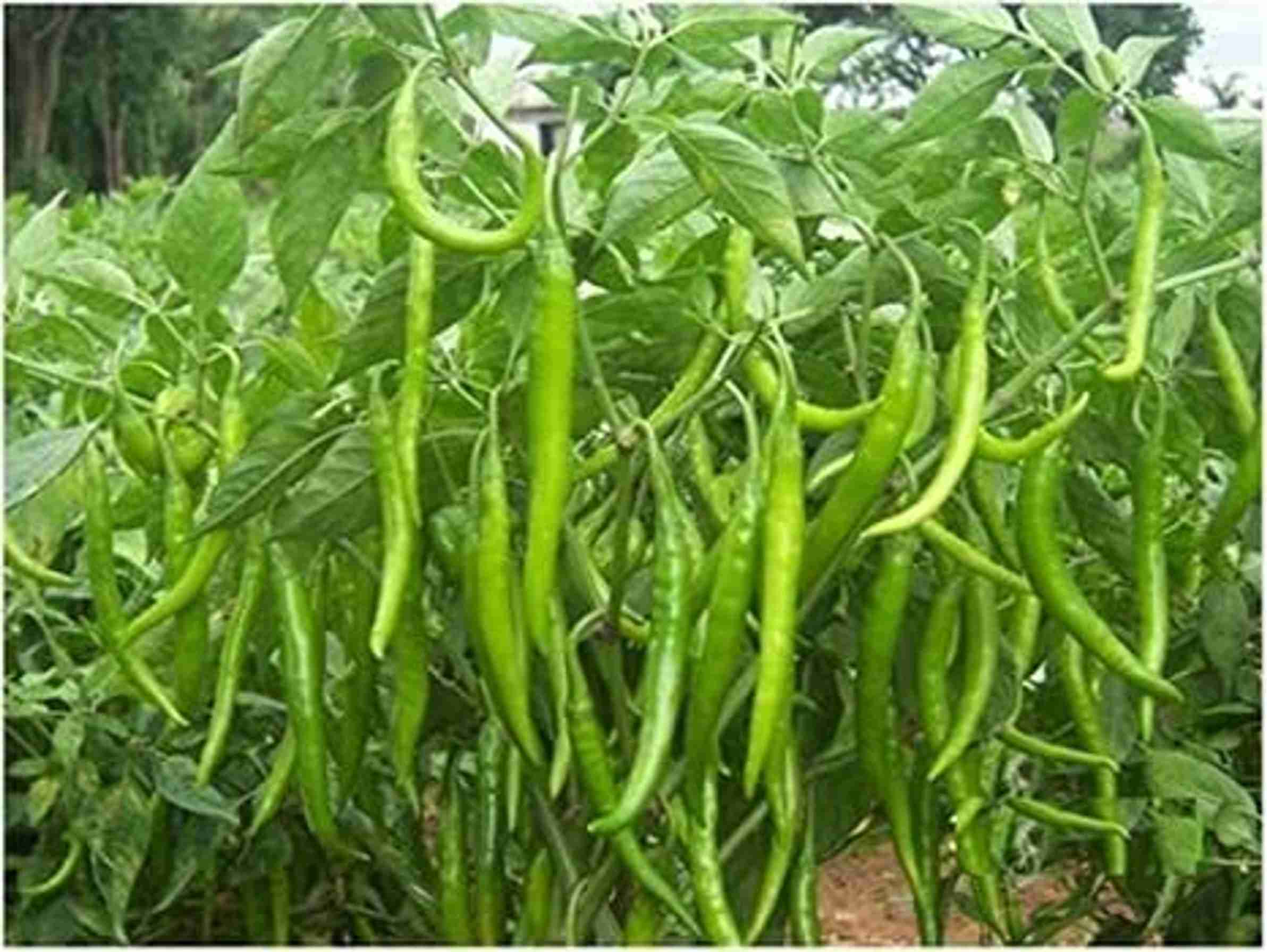 Bloom And Grow Mirch/Chilli Plant Price in India - Buy Bloom And Grow ...