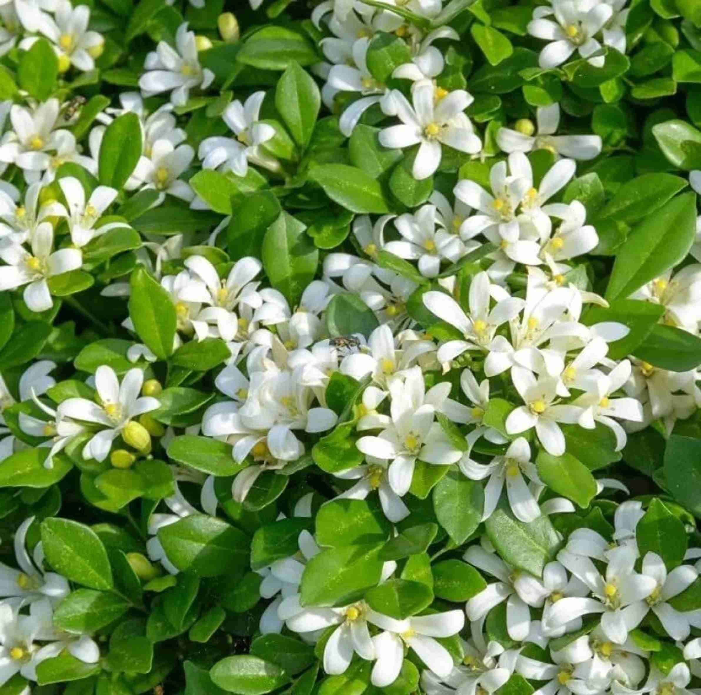 Cloud Farm Madhu Kamini Plant Price in India - Buy Cloud Farm Madhu ...