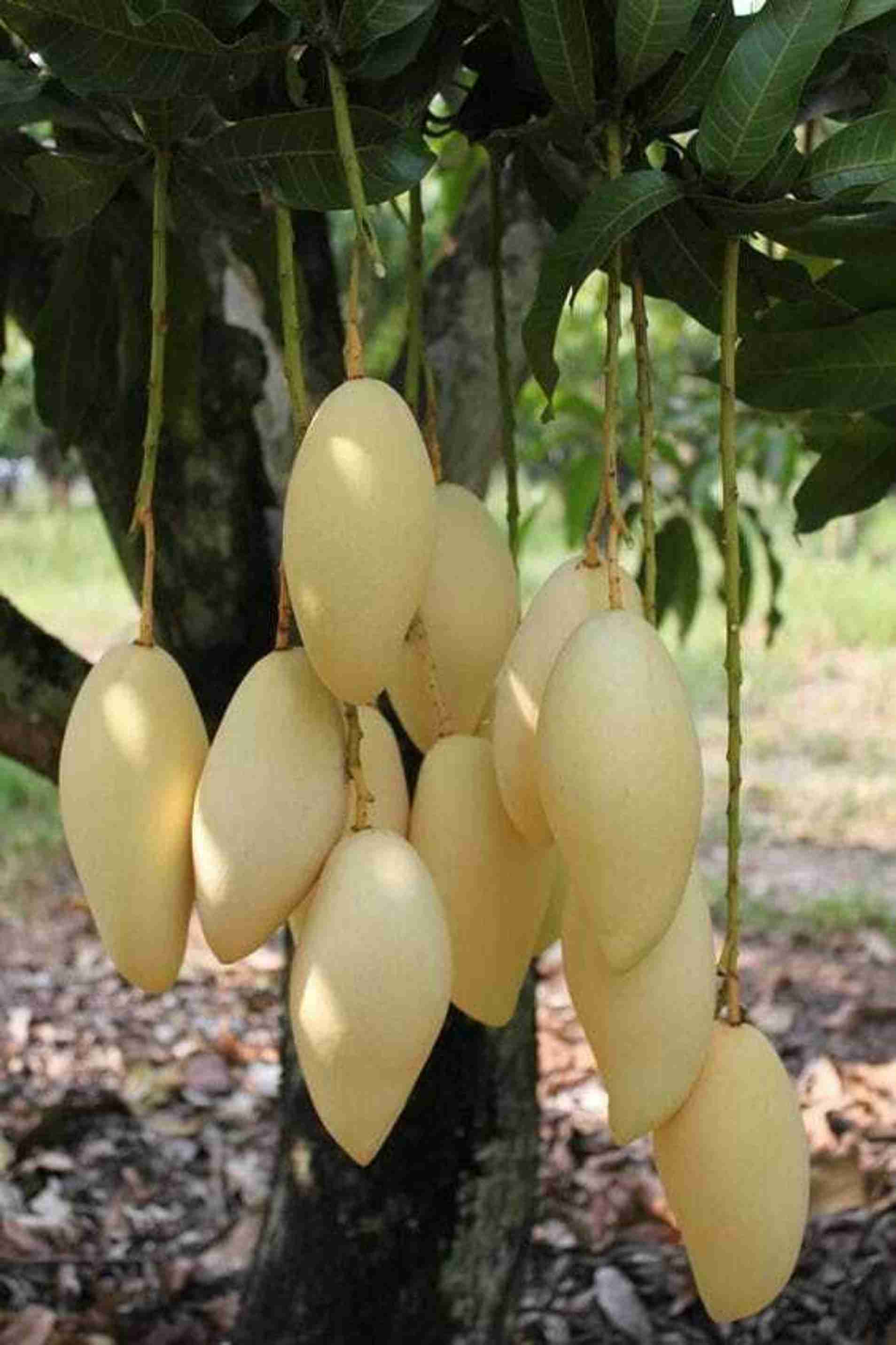 Ukanda Mango Plant Price in India - Buy Ukanda Mango Plant online at ...