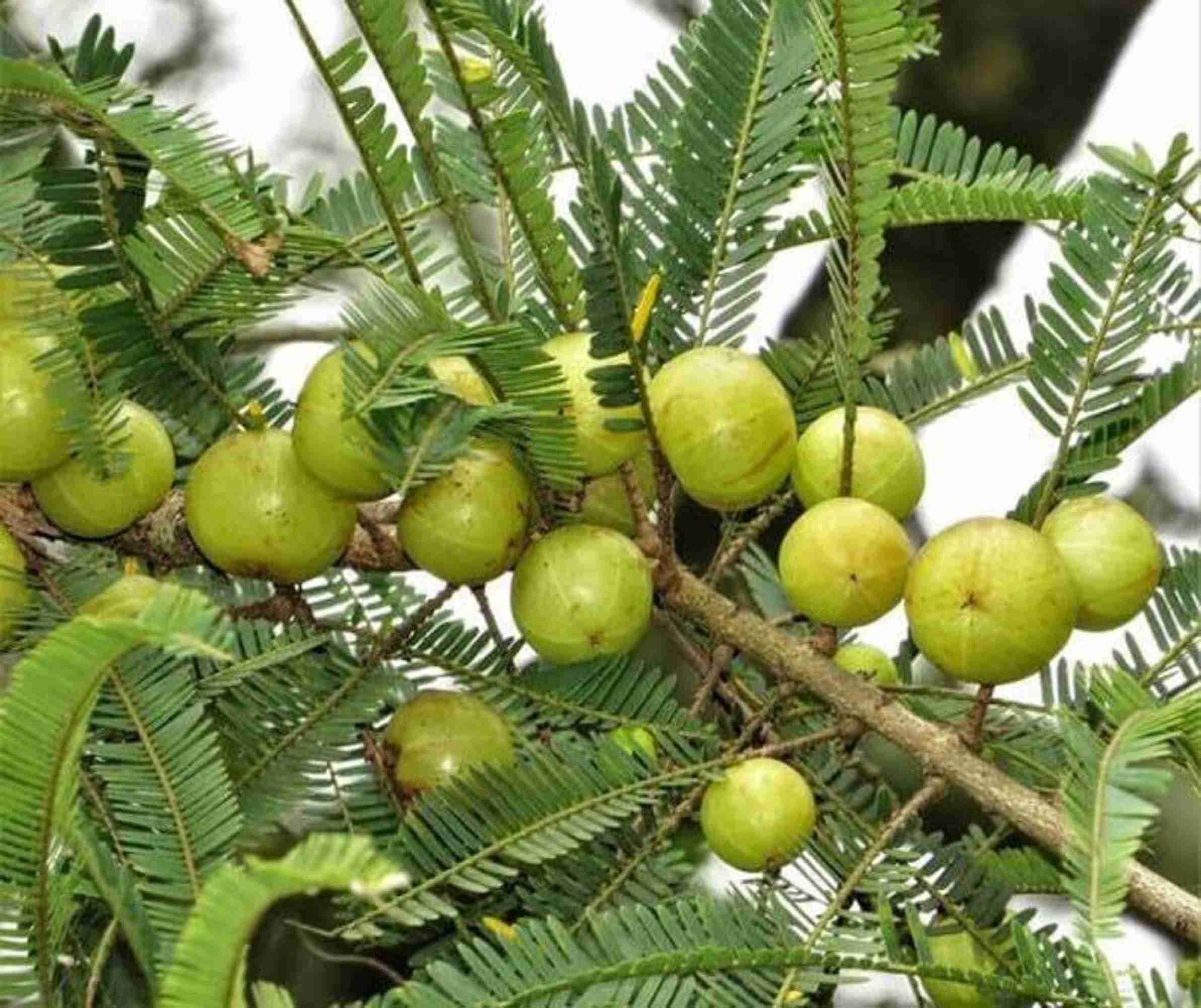 Cloud Farm Amla Plant Price in India - Buy Cloud Farm Amla Plant online ...