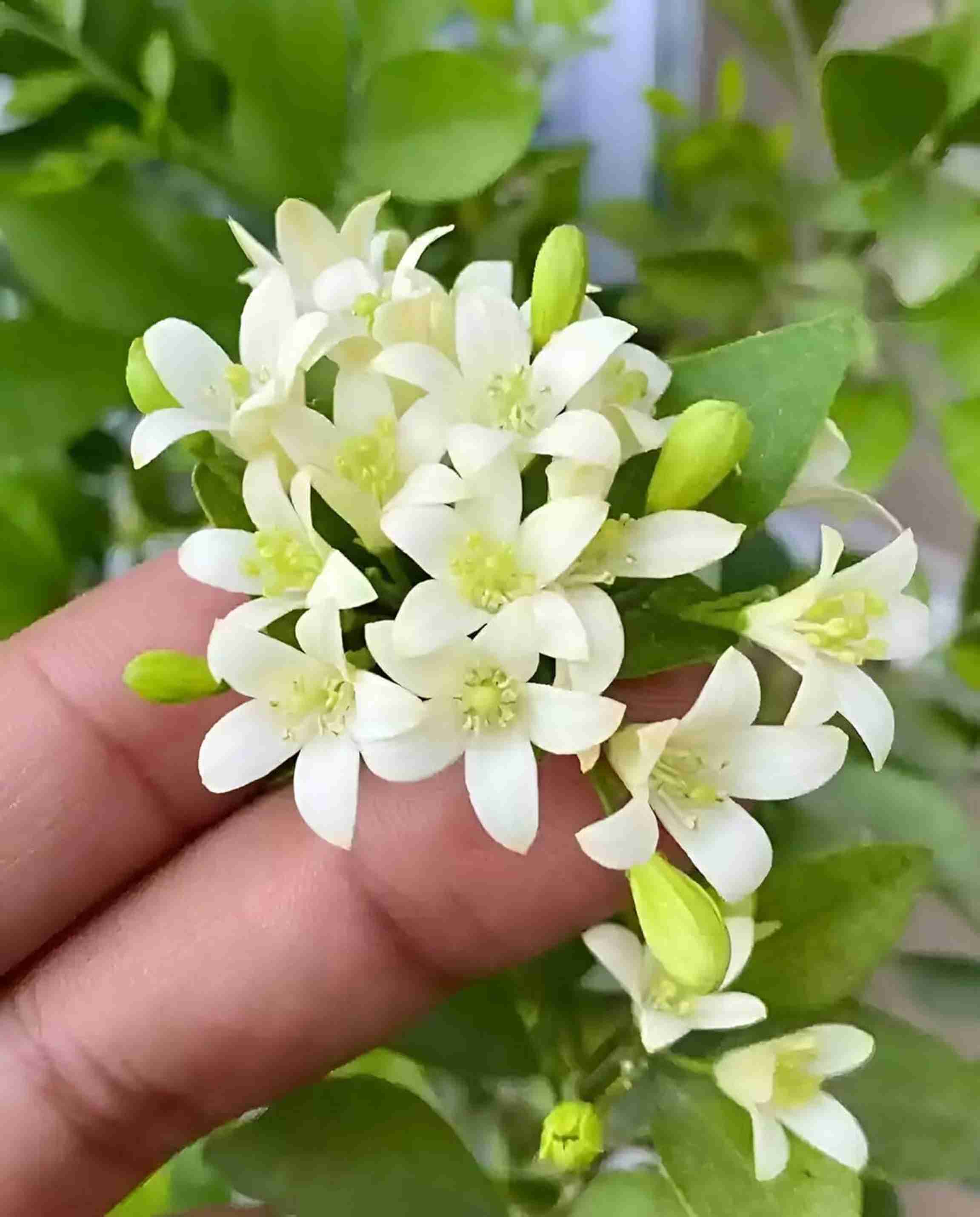 Cloud Farm Madhu Kamini Plant Price in India - Buy Cloud Farm Madhu ...