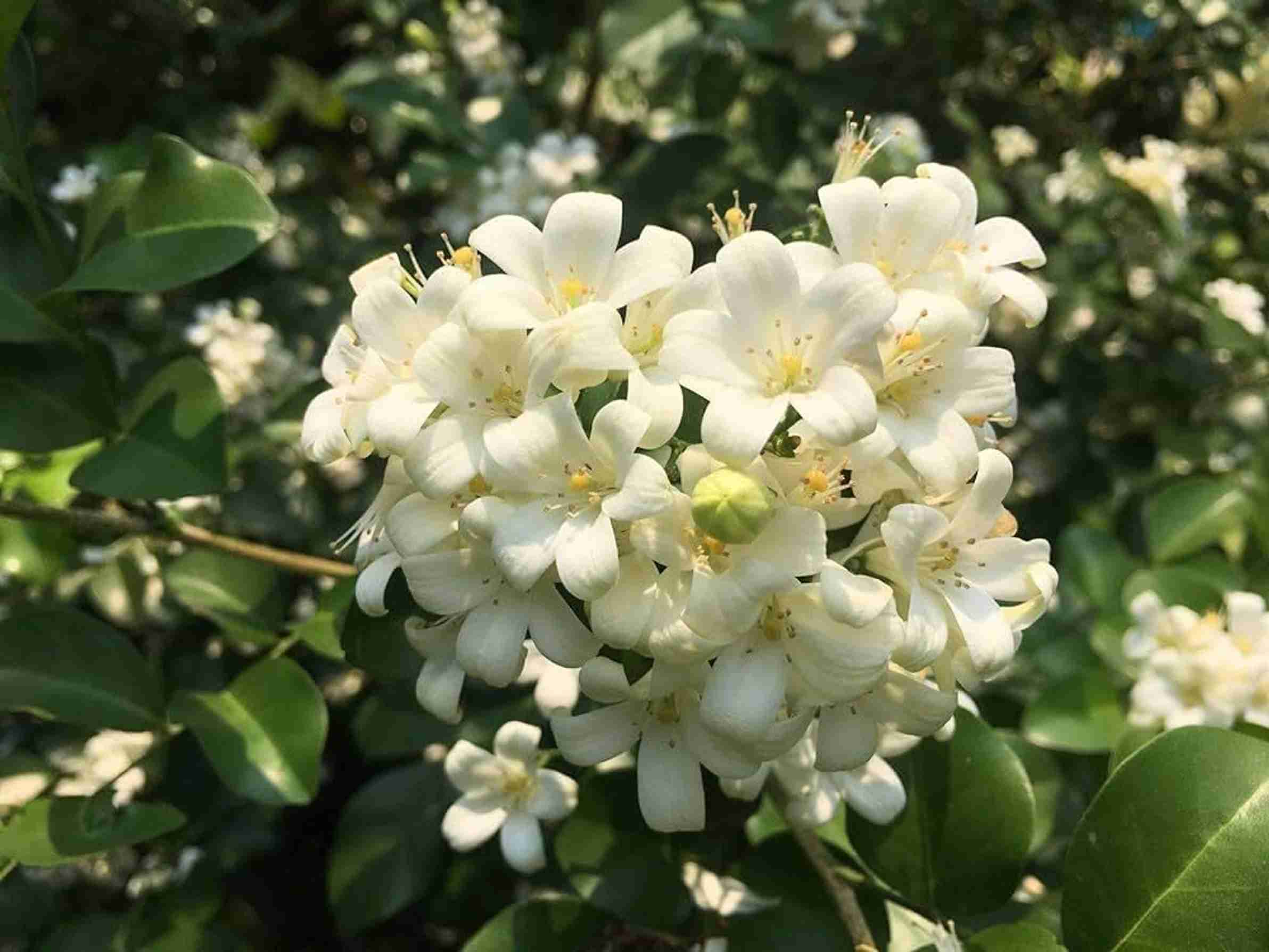 Cloud Farm Madhu Kamini Plant Price in India - Buy Cloud Farm Madhu ...