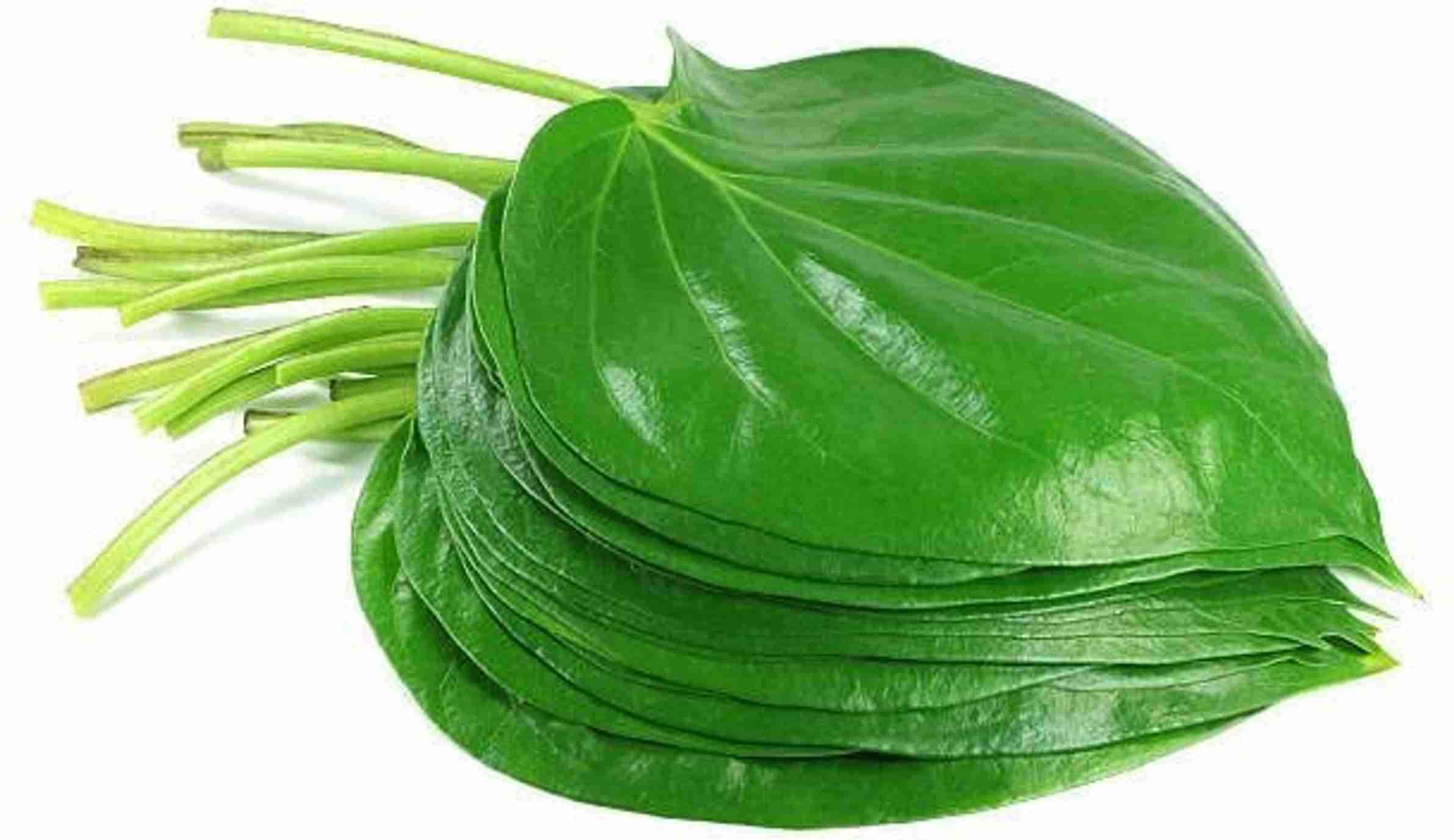 Cloud Farm Betel Leaf Plant Price in India - Buy Cloud Farm Betel Leaf ...