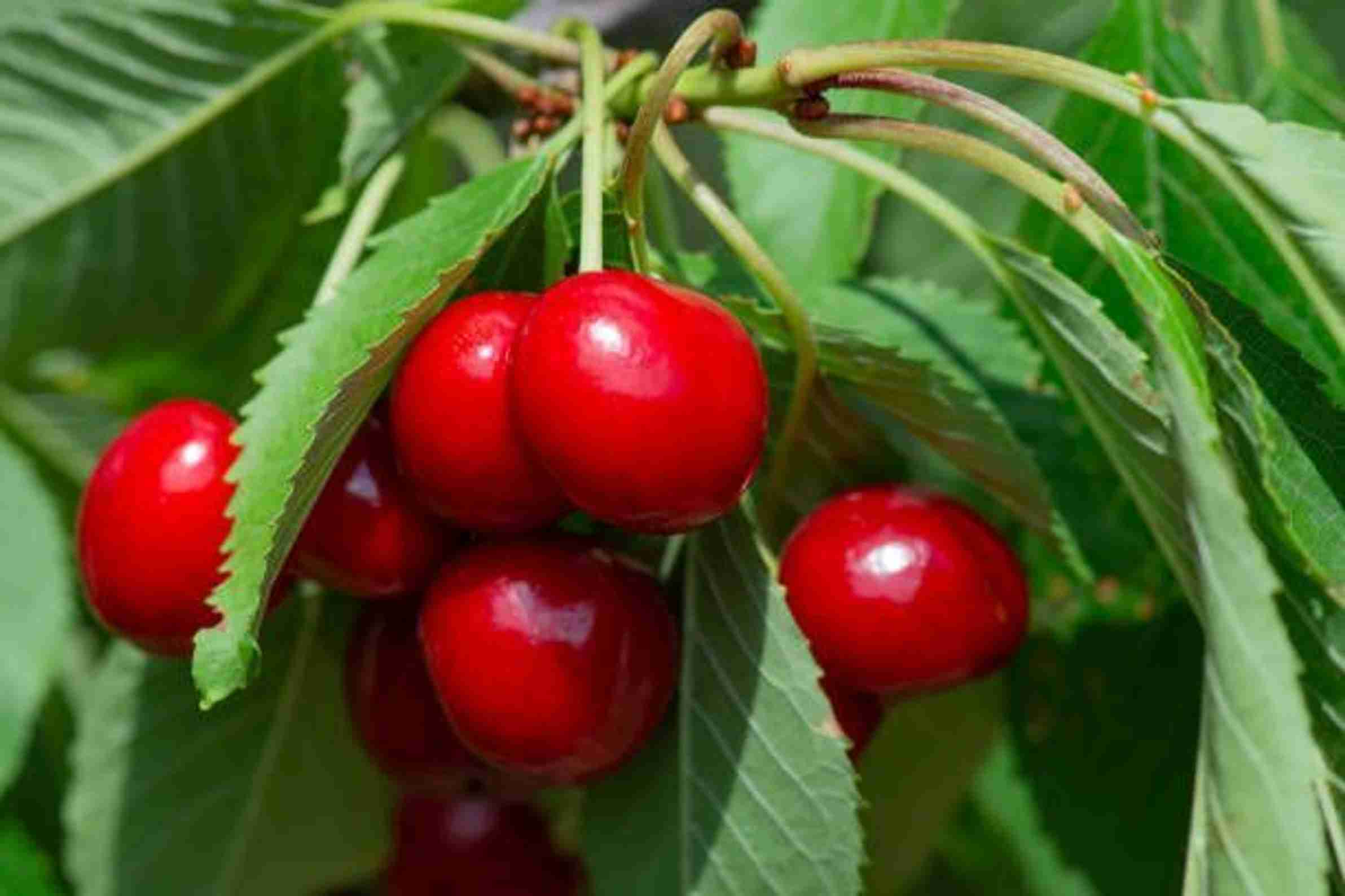 CLOUD FRAMING Cherry Fruit Plant Price in India - Buy CLOUD FRAMING ...
