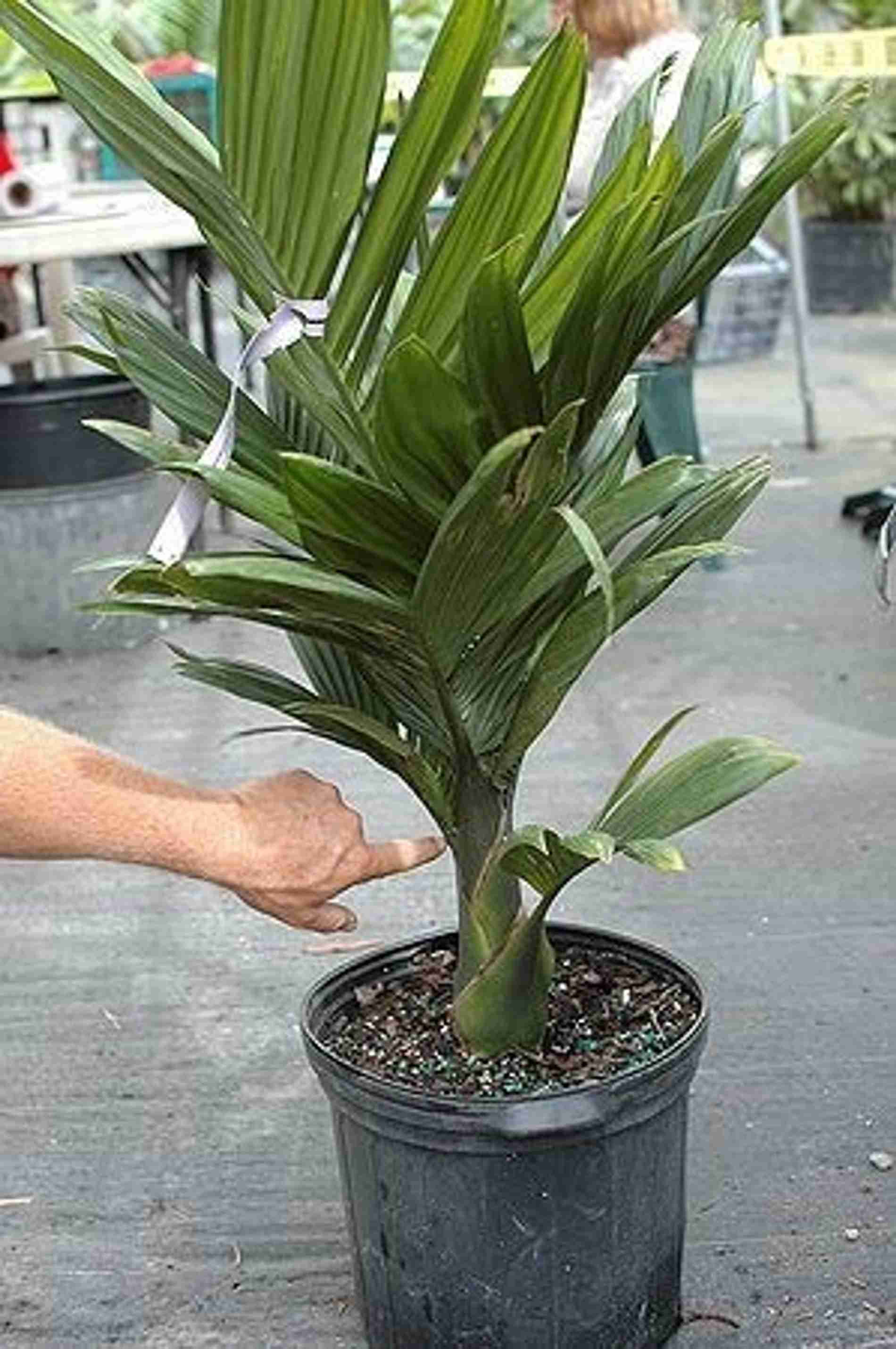 MAITRA AND SONS Betel Nut/Supari Plant Price in India - Buy MAITRA AND ...