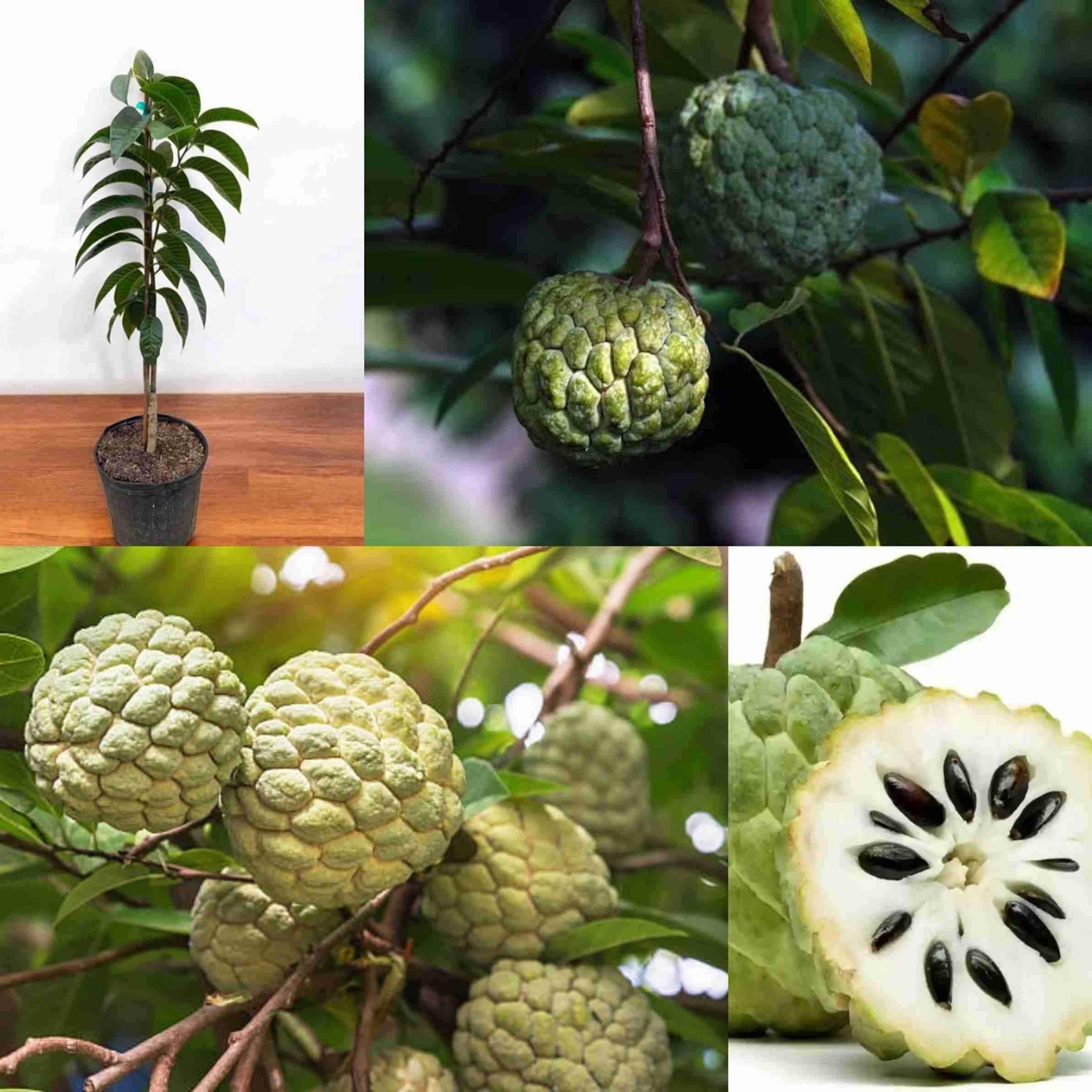 Cloud Farm Custard Apple Plant Price in India - Buy Cloud Farm Custard ...