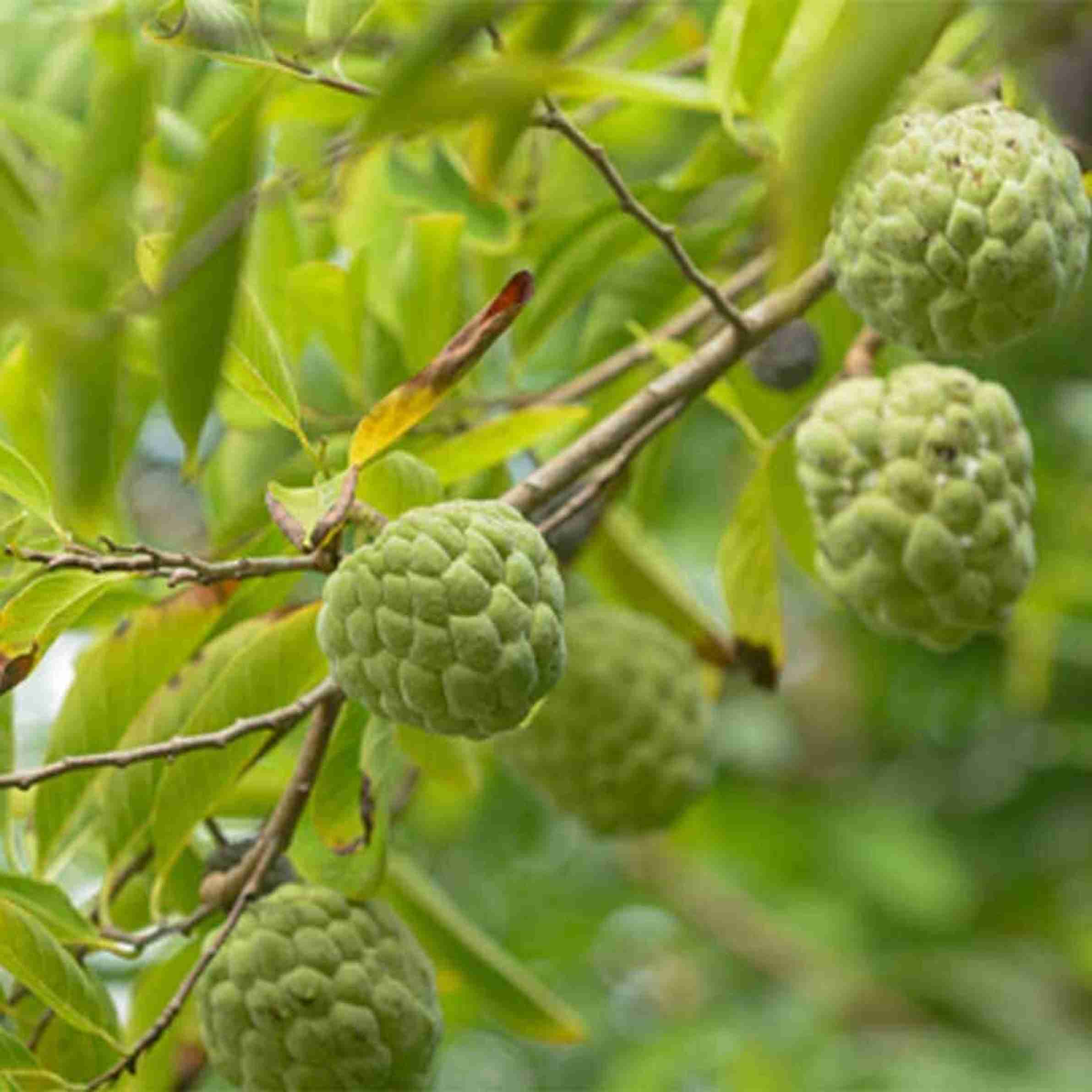 Cloud Farm Custard Apple Plant Price in India - Buy Cloud Farm Custard ...