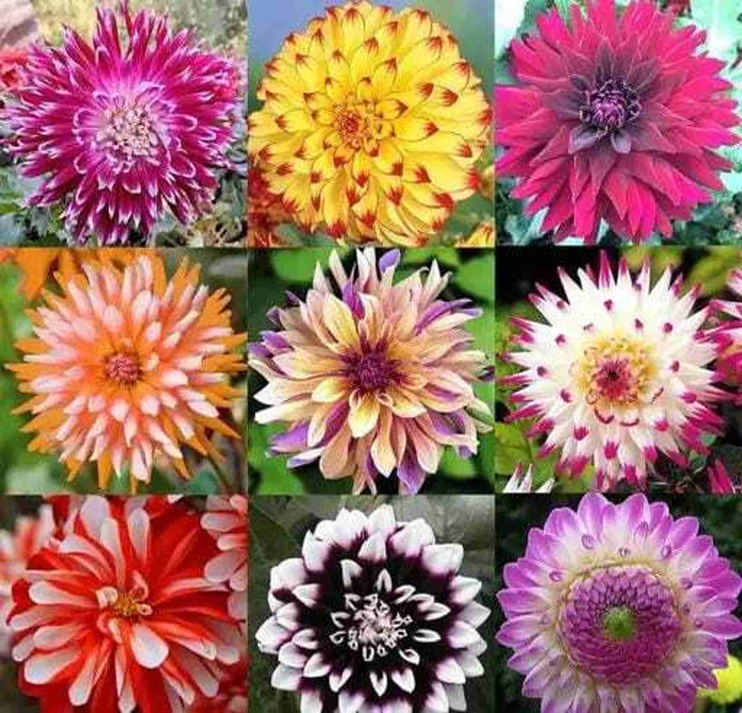 SEMINA VITA ™ Amla, Gooseberry, Amloki Seed Seed Price in India - Buy ...