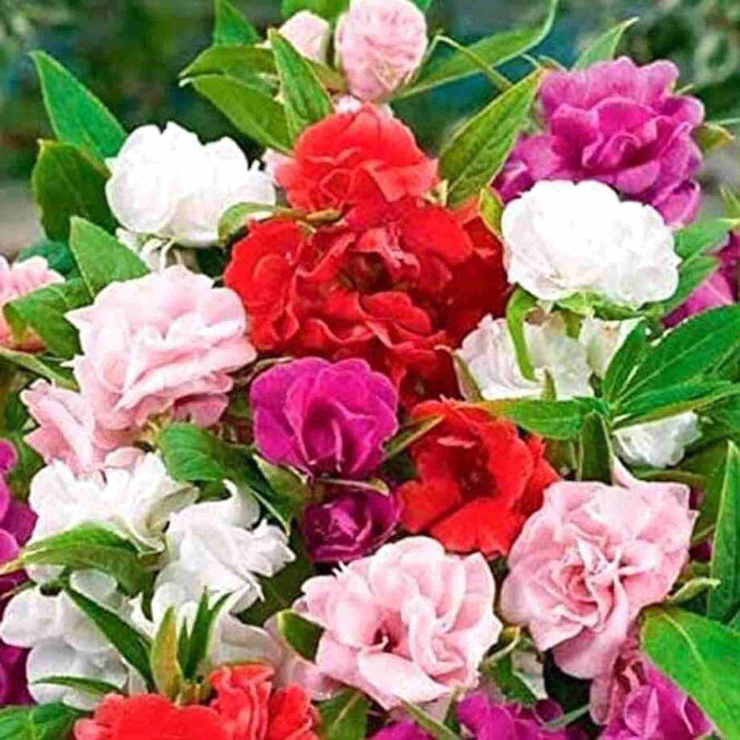 SEMINA VITA ™ mix hybrid balsam flower seeds Seed Dopati flower seeds ...