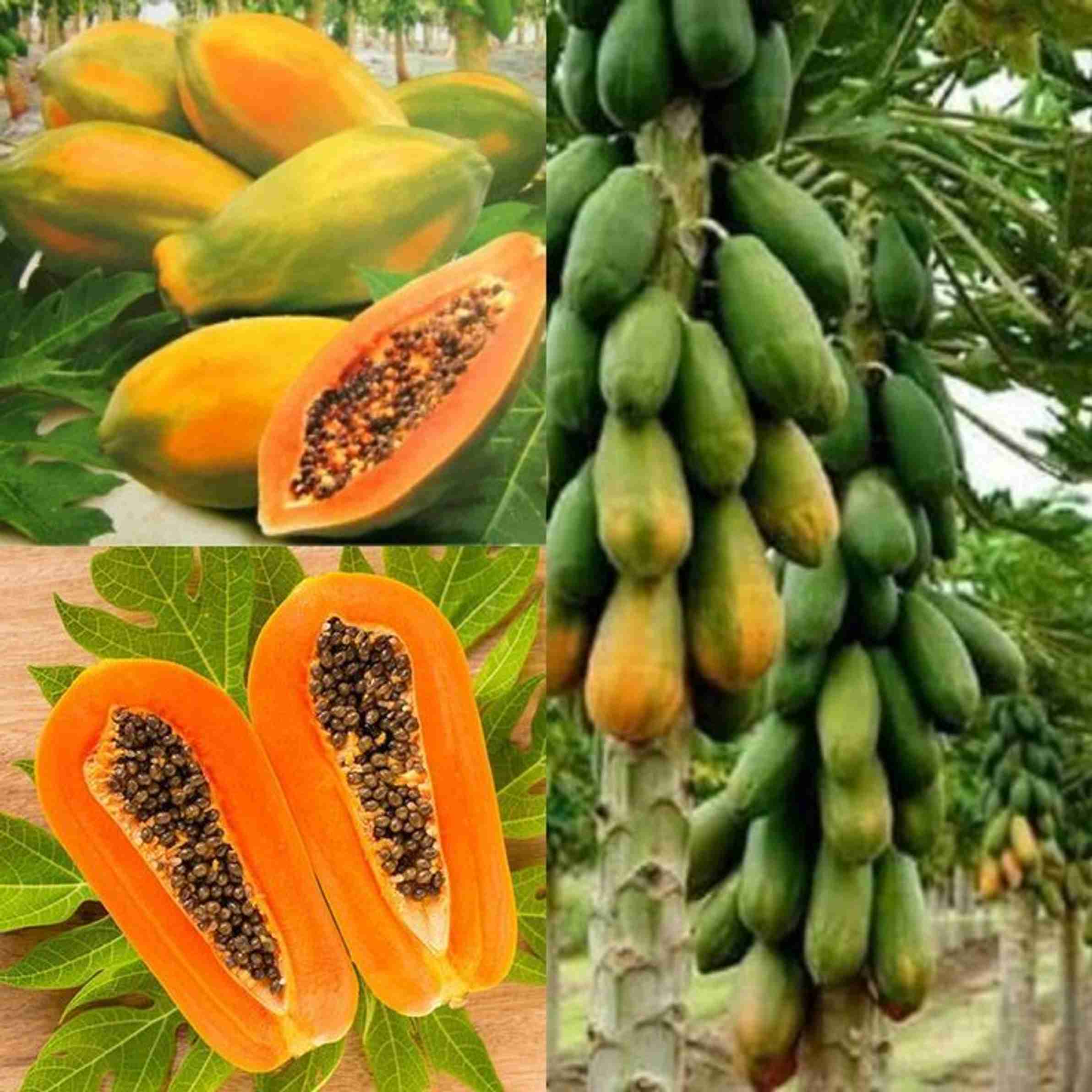 SEMINA VITA red lady 786 papaya seed taiwan f1 Seed Price in India ...